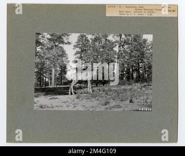 Ungulates: Deer - Arizona. Photographs Relating to National Forests ...