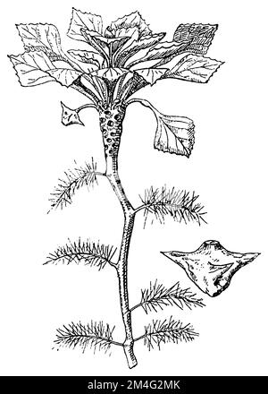 water caltrop, Trapa natans, (botany book, 1910), Wassernuss, mâcre ...