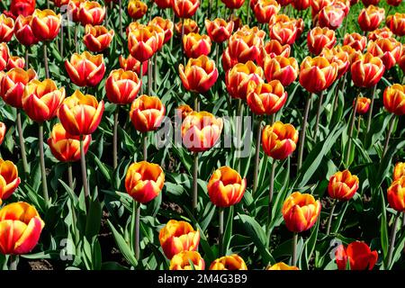 Many delicate vivid red and yellow tulips in full bloom in a sunny ...