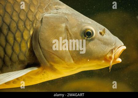Closeup shot of a common carp fish (Cyprinus carpio) in the pond Stock ...