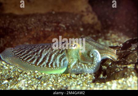 common cuttlefish (Sepia officinalis), at the bottom, front view Stock ...
