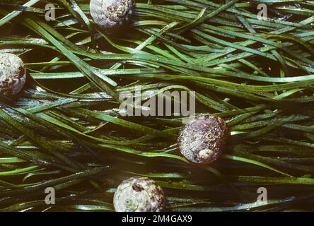 dwarf eelgrass (Zostera noltii, Zostera nana), with snails Stock Photo ...