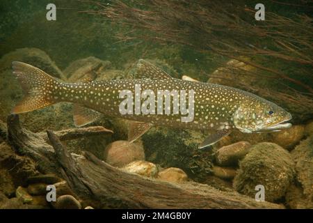 American lake trout, Great Lake trout, lake trout (Salvelinus namaycush ...
