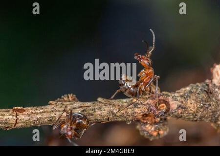 wood ant (Formica rufa), stretches abdomen forward, prepares for ...