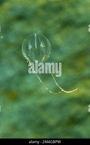 Atlantic sea gooseberry (Pleurobrachia pileus, Pleurobrachia rhodophis ...