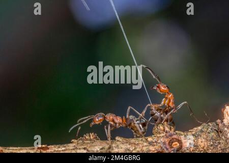 wood ant (Formica rufa), stretches abdomen forward, prepares for ...
