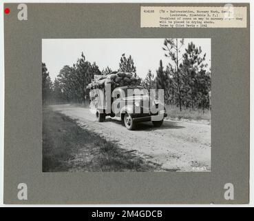 Nurseries: Tree Seeds - Louisiana. Photographs Relating to National ...