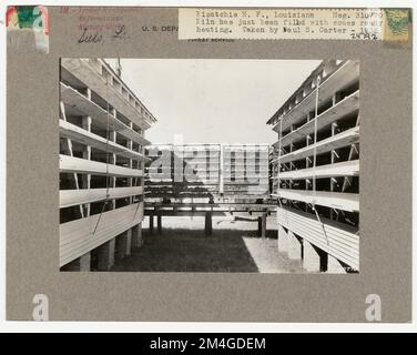 Nurseries: Tree Seeds - Louisiana. Photographs Relating to National ...