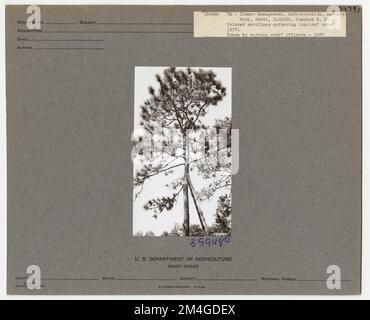 Nurseries: Tree Seeds - Alabama. Photographs Relating to National ...