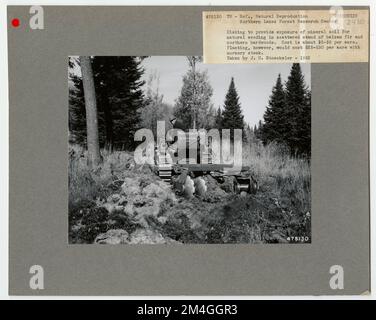 Tree Seeding - Wisconsin. Photographs Relating to National Forests ...