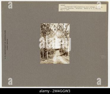 Reforestation: Planting - Foreign. Photographs Relating to National ...