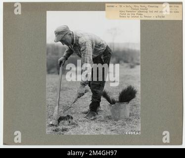 Reforestation: Planting - New York. Photographs Relating to National ...