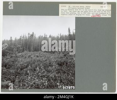 Reforestation: Camera Point - Oregon. Photographs Relating to National ...