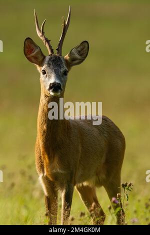 Detail of roe deer, capreolus capreolus, buck in winter Stock Photo - Alamy