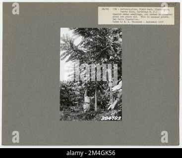 Reforestation: Plantations - Puerto Rico. Photographs Relating to ...