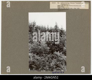 Reforestation - Oregon. Photographs Relating to National Forests ...