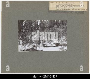 Reforestation - Oregon. Photographs Relating to National Forests ...