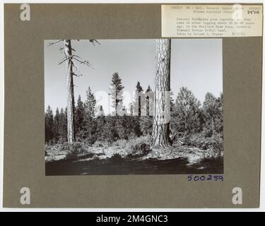 Reforestation - Oregon. Photographs Relating to National Forests ...