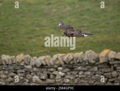 Great Skua (Stercorarius skua), (Bonxie), riding the updraught ...
