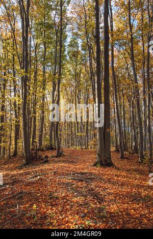 Red and orange warm sun illuminates the orange-red forest and forest ...