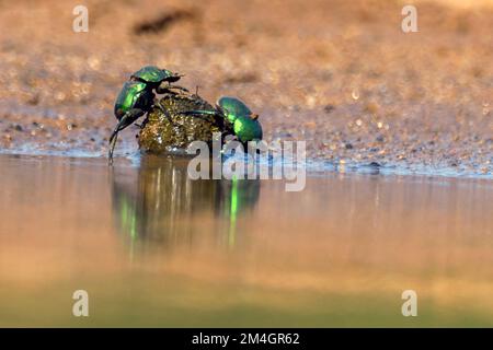 Green dung beetle (Probably Garreta nitens) from Zimanga, South Africa ...