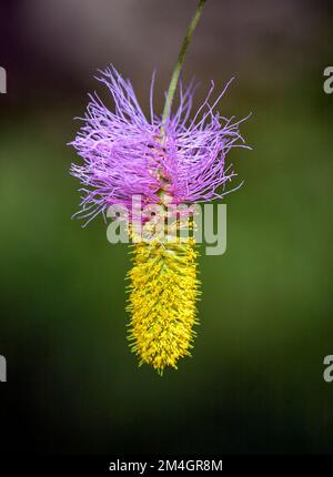 Sicklebush flower (Dichrostachys cinerea) in South Africa closeup with ...