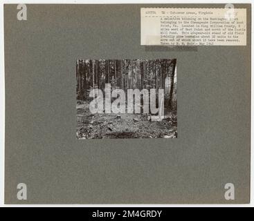 Timber Management - Partial Cutting - Virginia. Photographs Relating to ...