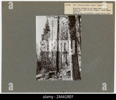 Timber Management - Partial Cutting - Oregon. Photographs Relating to ...