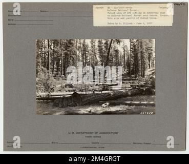 Timber Management - Partial Cutting - Oregon. Photographs Relating to ...