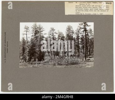 Timber Management - Partial Cutting - Oregon. Photographs Relating to ...
