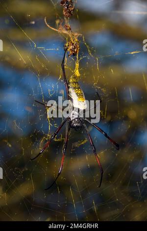 The red-legged golden orb-weaver spider is a cobweb in tropical forest ...