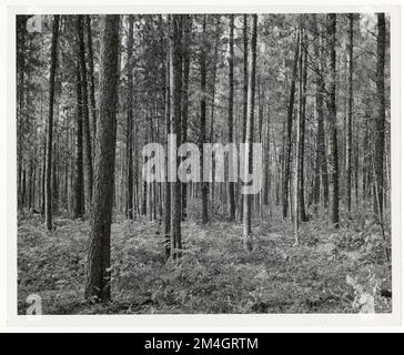 Timber Management - Partial Cutting - Minnesota. Photographs Relating ...