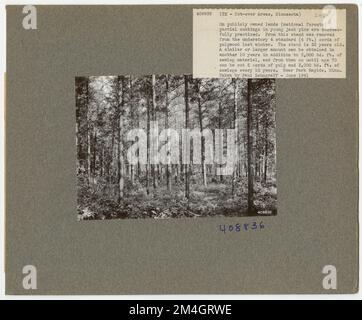 Timber Management - Partial Cutting - Minnesota. Photographs Relating ...