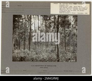 Timber Management - Partial Cutting - Minnesota. Photographs Relating ...