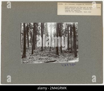 Timber Management - Partial Cutting - Minnesota. Photographs Relating ...