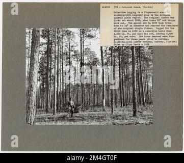 Timber Management - Partial Cutting - Florida. Photographs Relating to ...