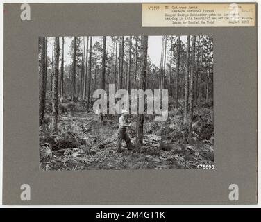 Timber Management - Partial Cutting - Florida. Photographs Relating to ...