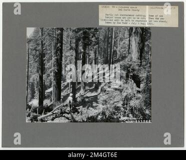 Timber Management - Partial Cutting - California. Photographs Relating ...
