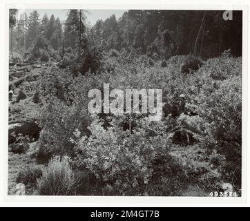 Timber Management - Partial Cutting - California. Photographs Relating ...