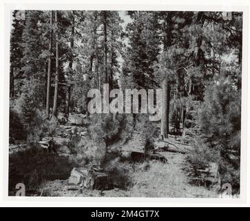 Timber Management - Partial Cutting - California. Photographs Relating ...