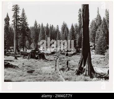 Timber Management - Partial Cutting - California. Photographs Relating ...