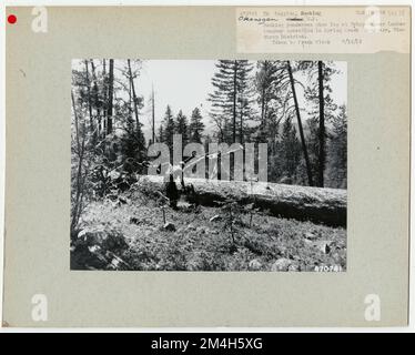 Logging: Bucking - Washington. Photographs Relating to National Forests ...