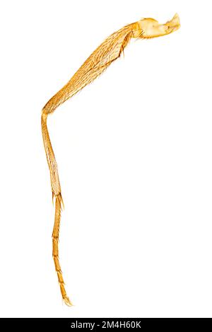 Whole housefly leg under microscope over white. Musca domestica. With ...