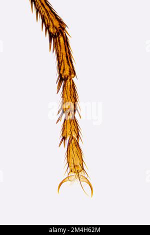 fly leg under the microscope Stock Photo - Alamy