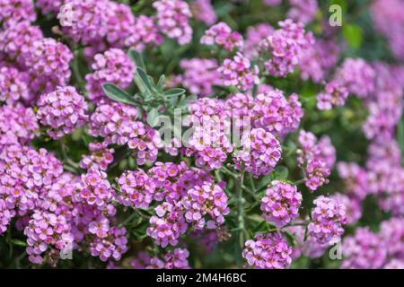 Alyssum Spinosum Roseum, Spiny madwort Roseum, Ptilotrichum spinosum ...