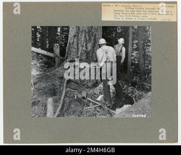 Logging: Felling - Washington. Photographs Relating to National Forests ...
