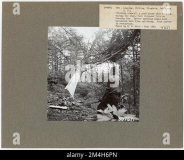 Logging: Felling - Virginia. Photographs Relating to National Forests ...