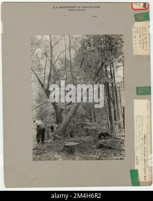 Logging: Felling - Virginia. Photographs Relating to National Forests ...