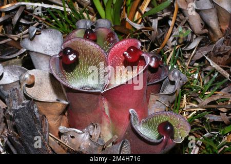 Dark red and hairy pitchers of Heliamphora pulchella, carnivorous ...