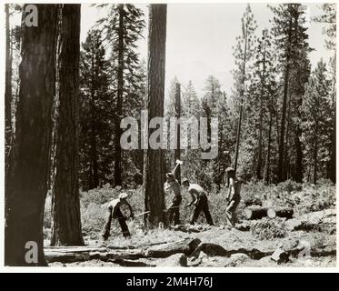 Logging: Felling - California. Photographs Relating to National Forests ...